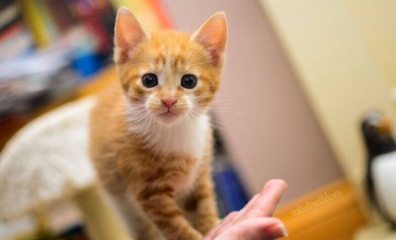 Главная | Koteyka.com